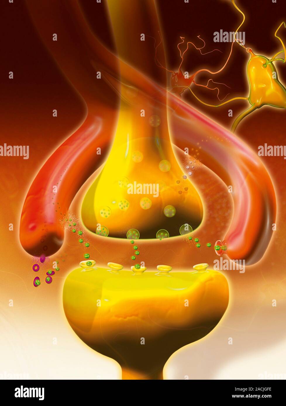 Synapse. Illustrazione di computer di una sinapsi, la giunzione tra le ...