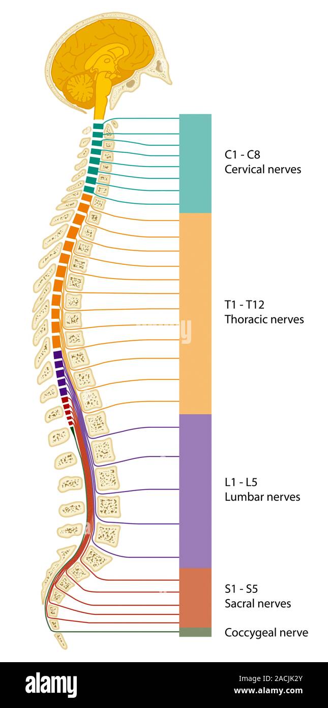 Schema Del Midollo Spinale