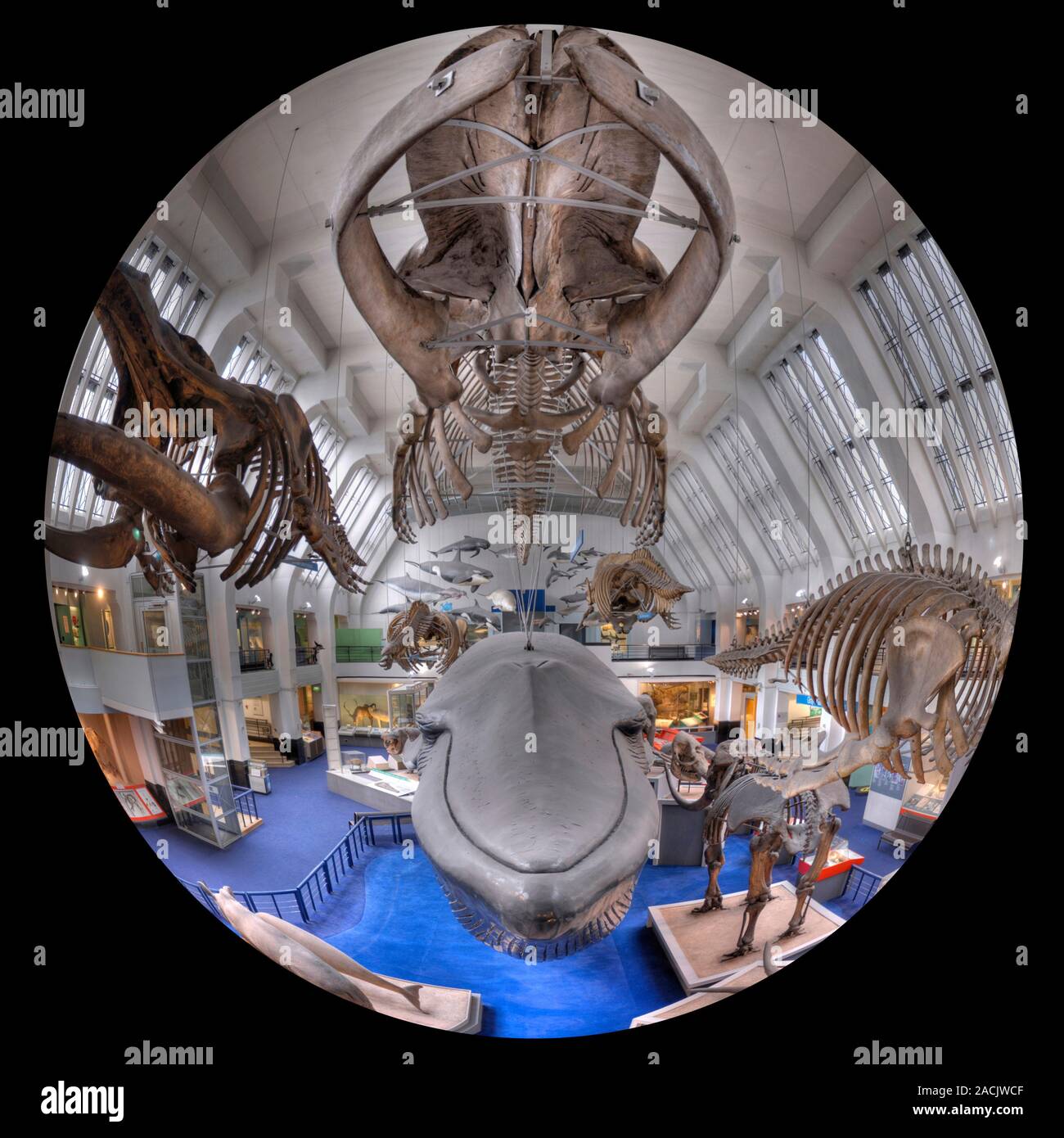 Museo di Storia naturale della Balena Blu Hall. Questa sala è ...