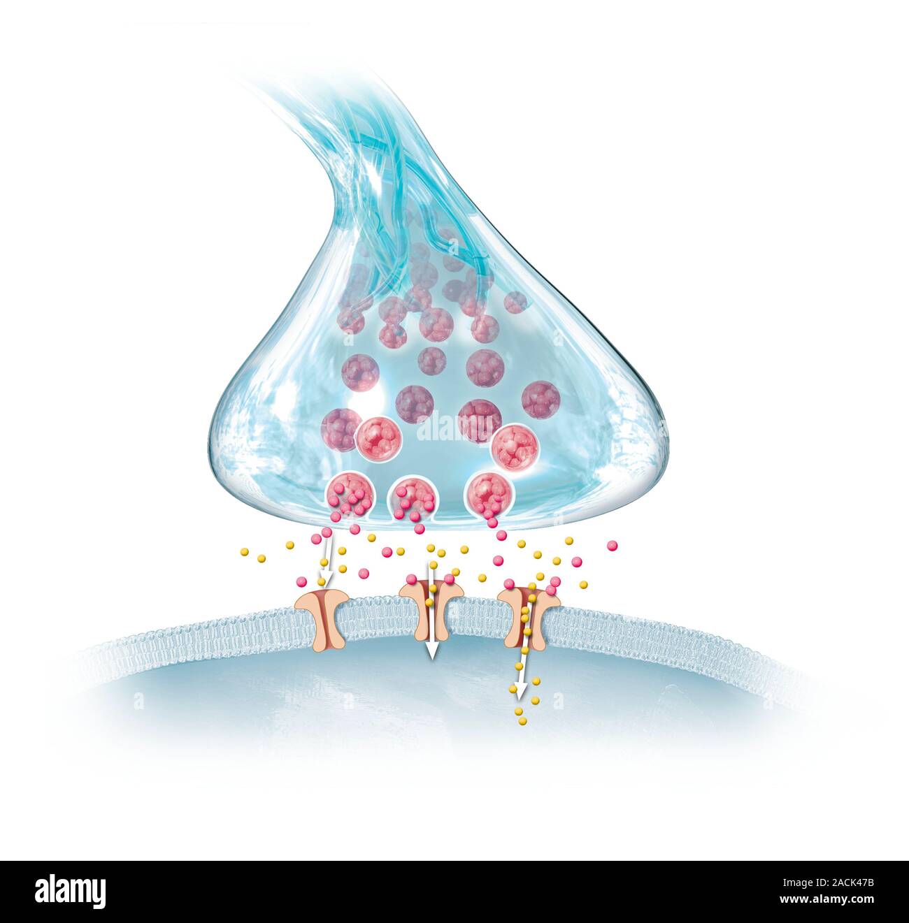 Synapse. Illustrazione di computer di una sinapsi, la giunzione tra le ...