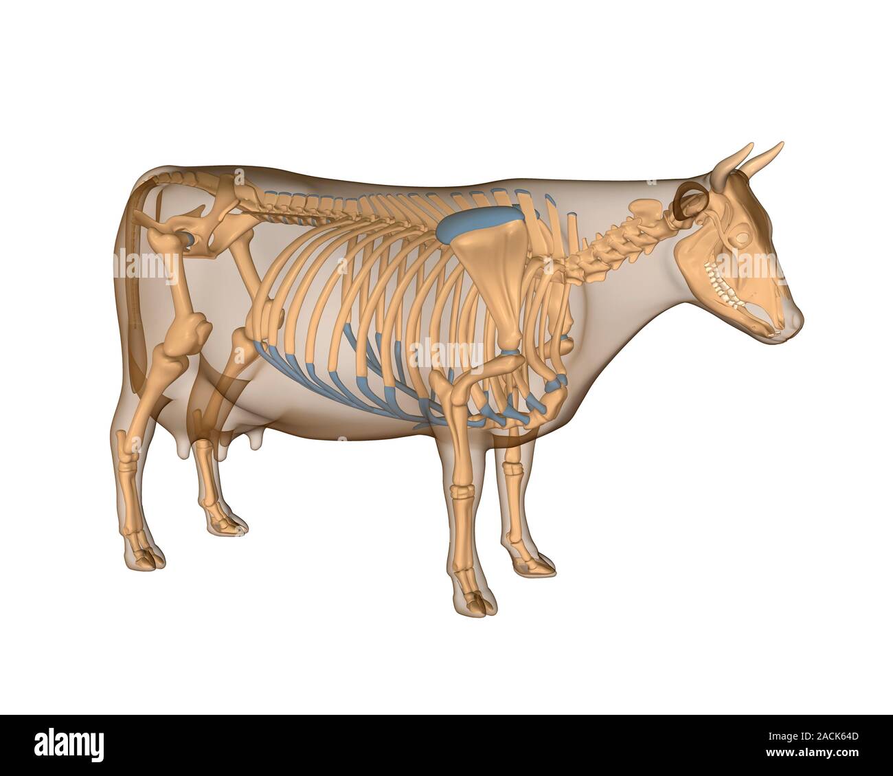 Anatomia di vacca. Computer grafica che mostra il sistema scheletrico ...