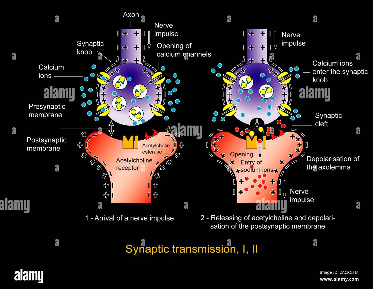 Synapse. Illustrazione di computer di una sinapsi, la giunzione tra due ...