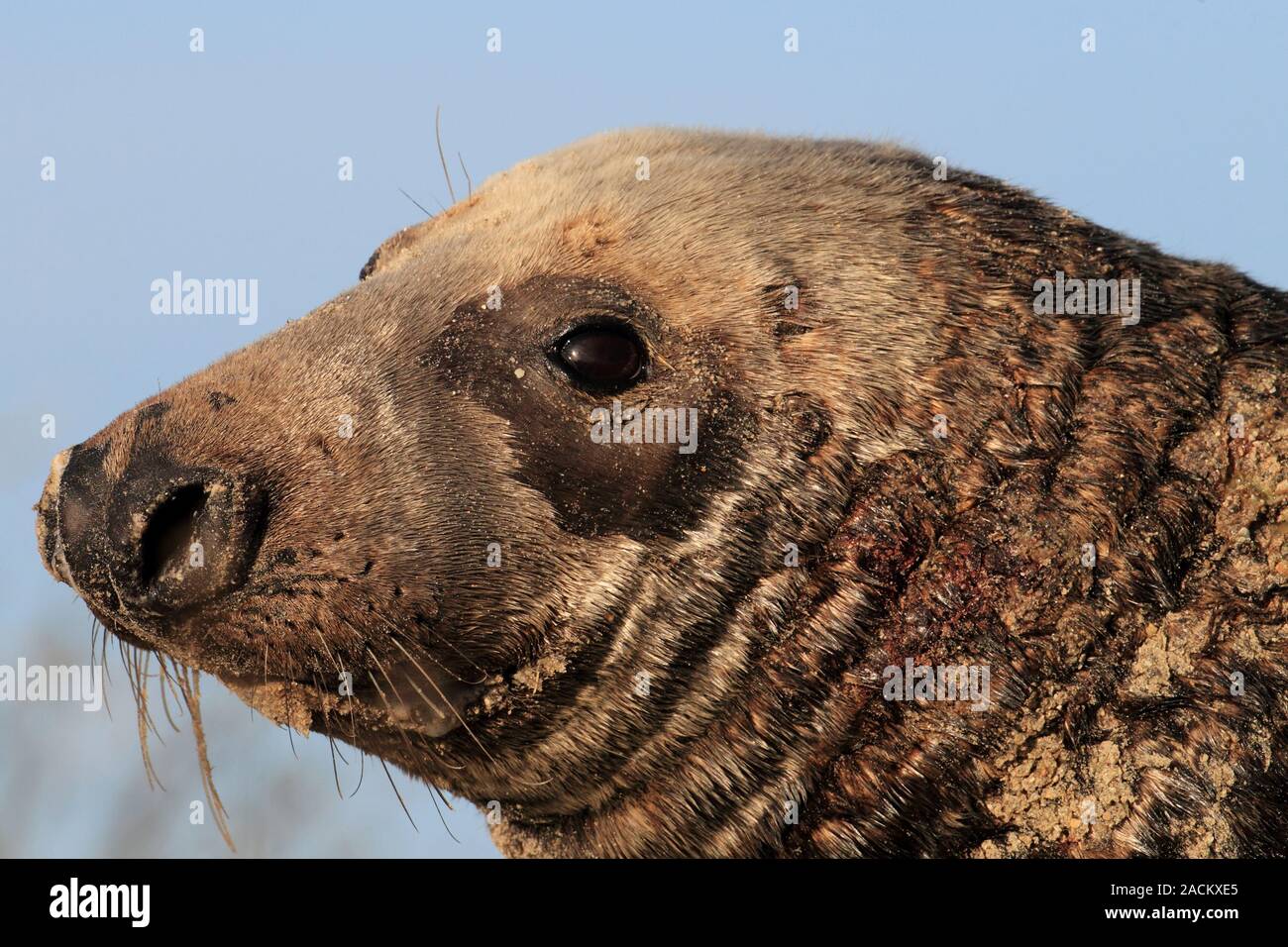 Spiaggia di foca grigia immagini e fotografie stock ad alta risoluzione ...