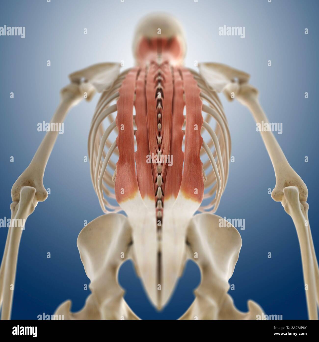 Muscoli della schiena. Computer grafica che mostra l'erector spinae ...