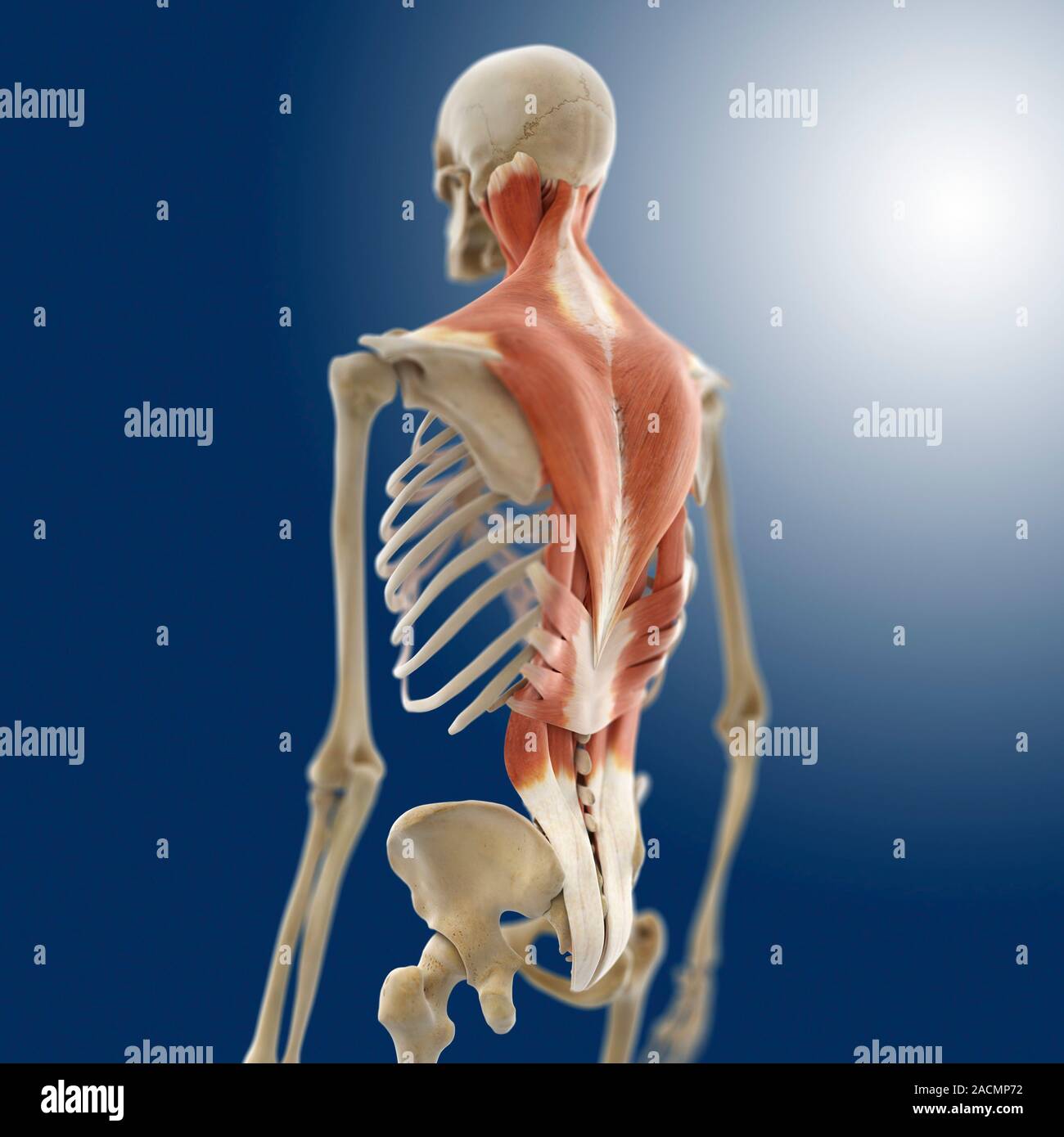 Muscoli della schiena, computer grafica. Le due coppie di muscoli su ...