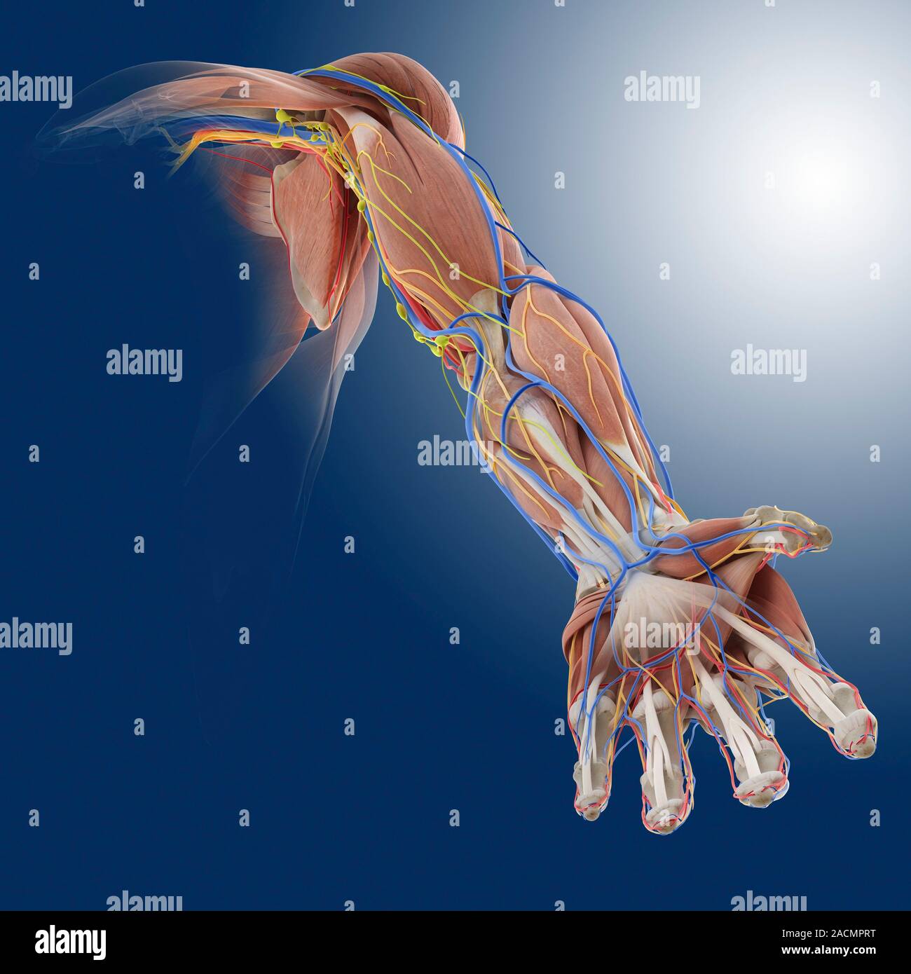 Anatomia del braccio. Computer grafica che mostra i muscoli, i vasi ...