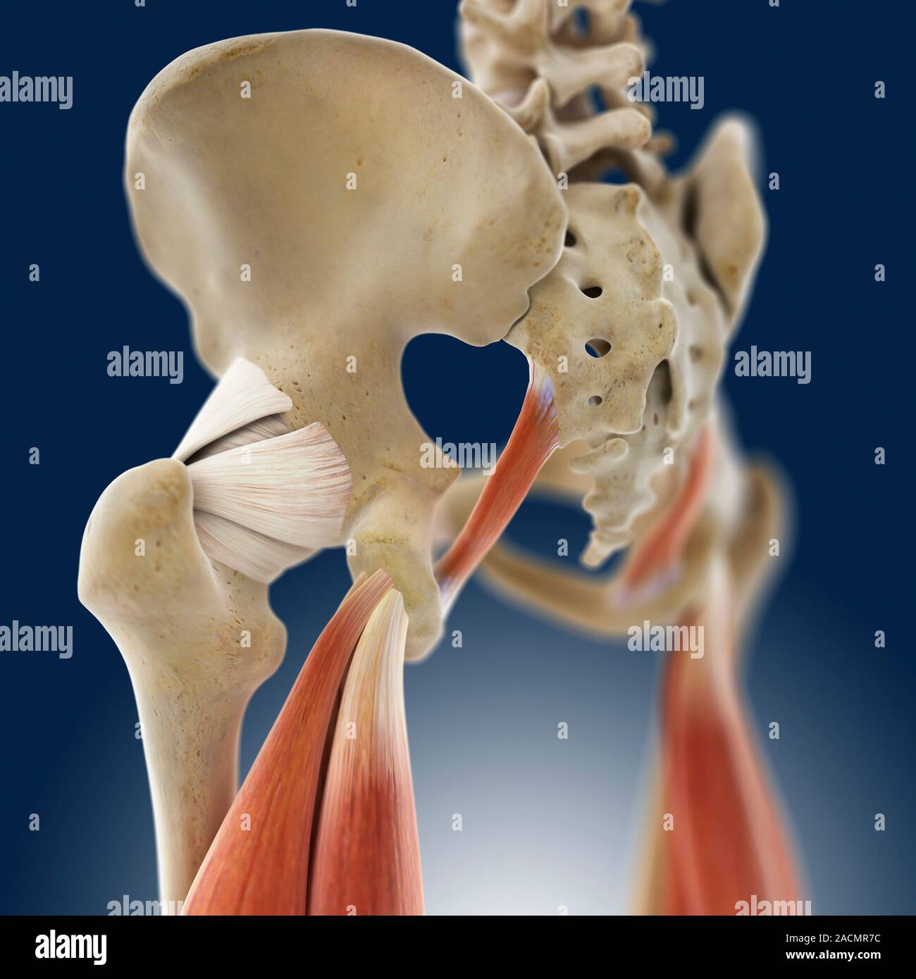 I muscoli della coscia. Computer illustrazione di una vista posteriore ...