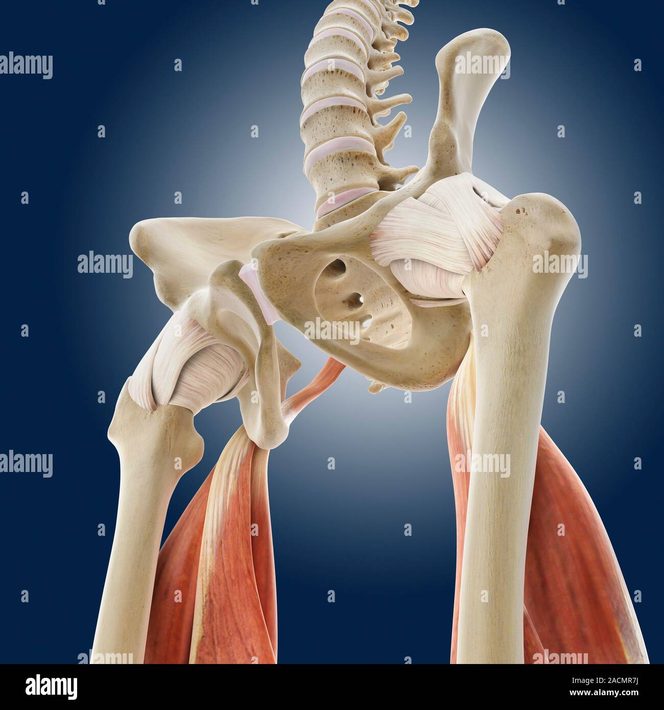I muscoli della coscia. Computer illustrazione dei fianchi che mostra ...