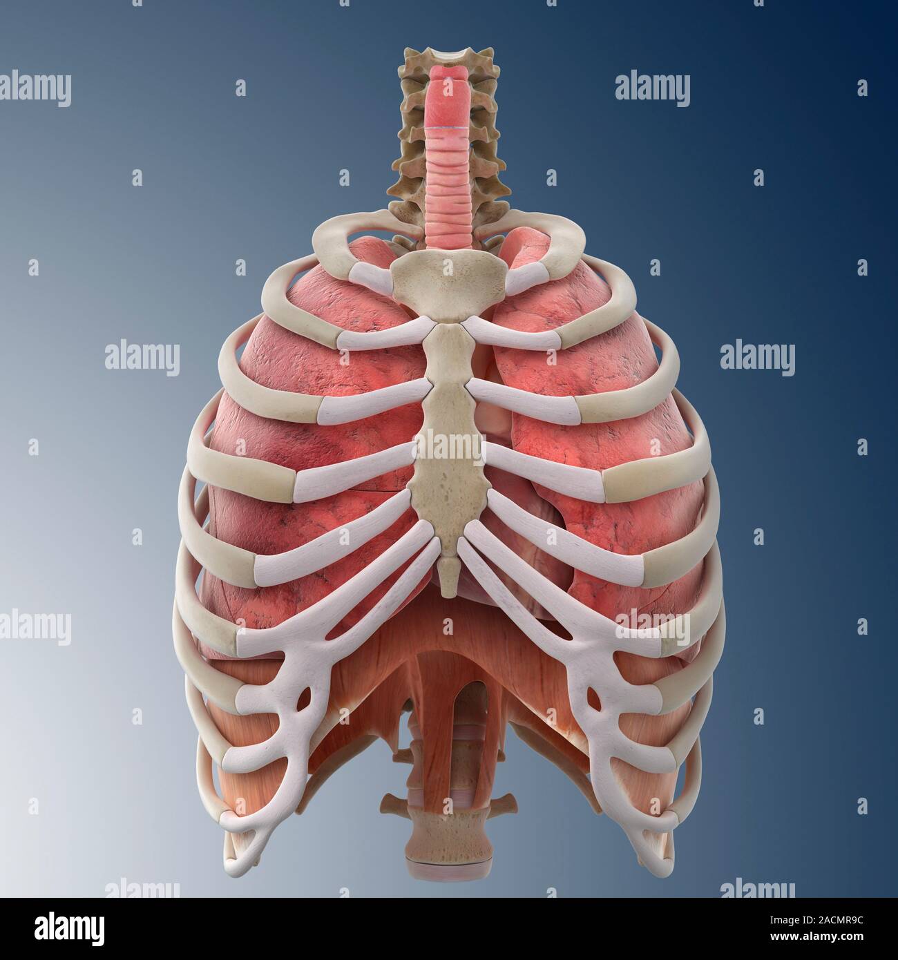 Anatomia del torace, computer grafica. La colonna vertebrale è al ...