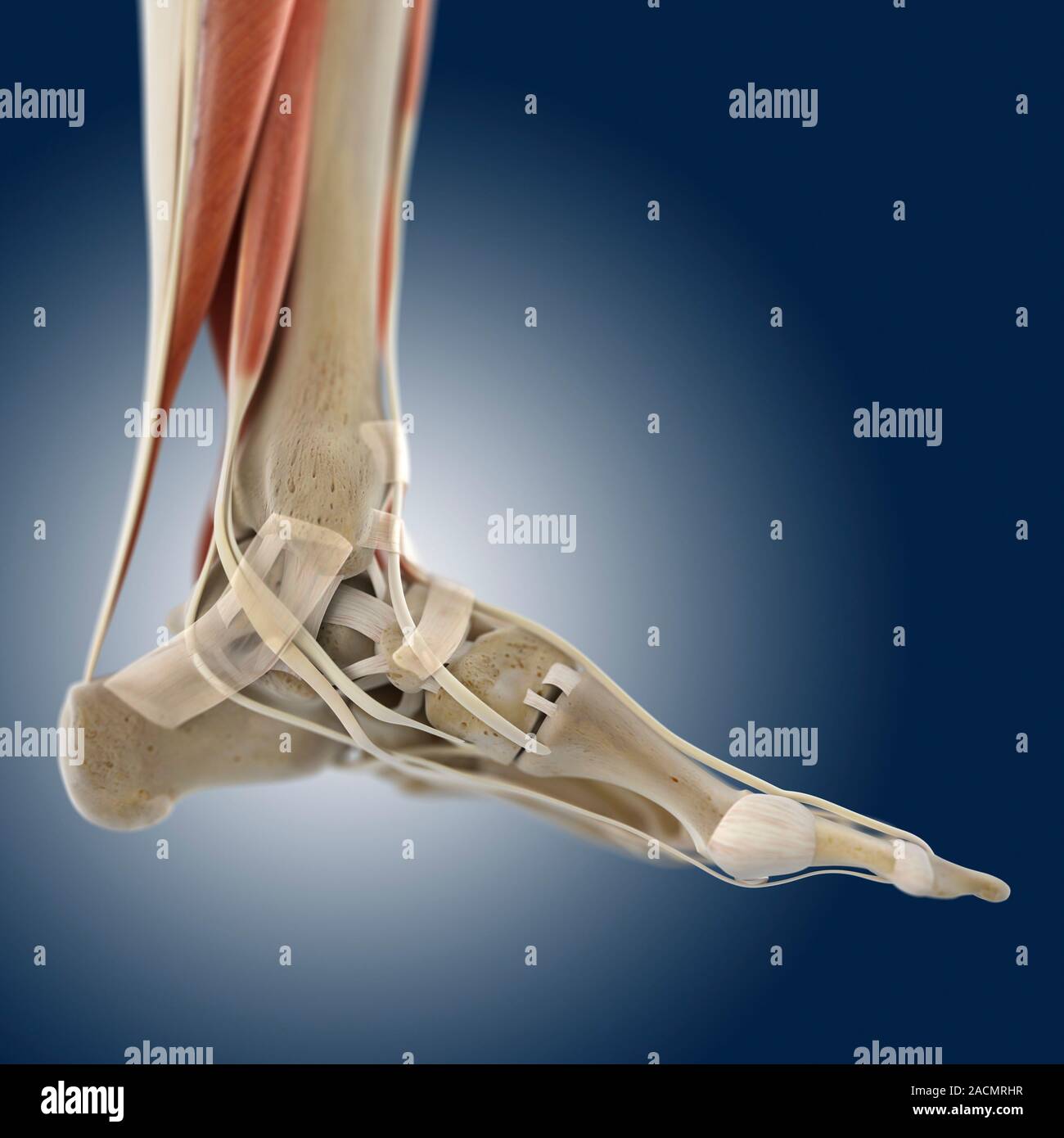 Anatomia del piede. Computer illustrazione di una vista laterale dell ...