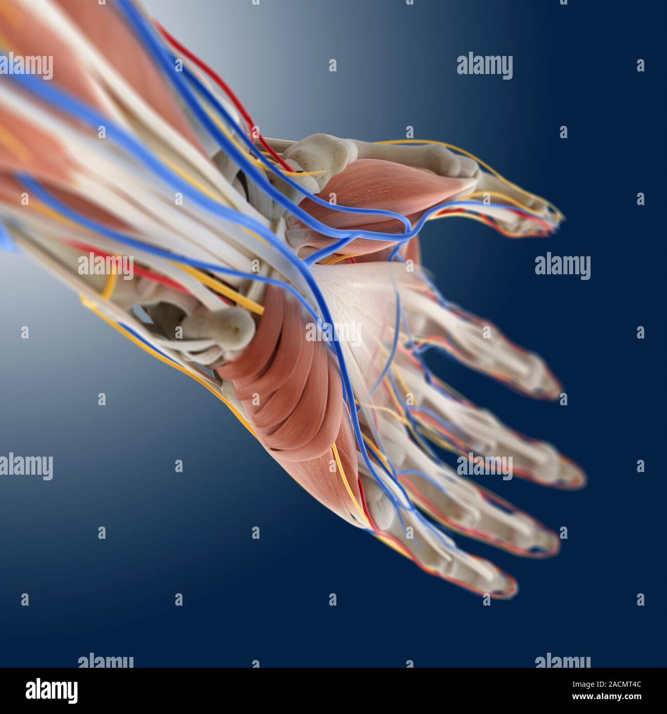 Mano anatomia. Computer grafica che mostra l'anatomia del palmo della ...