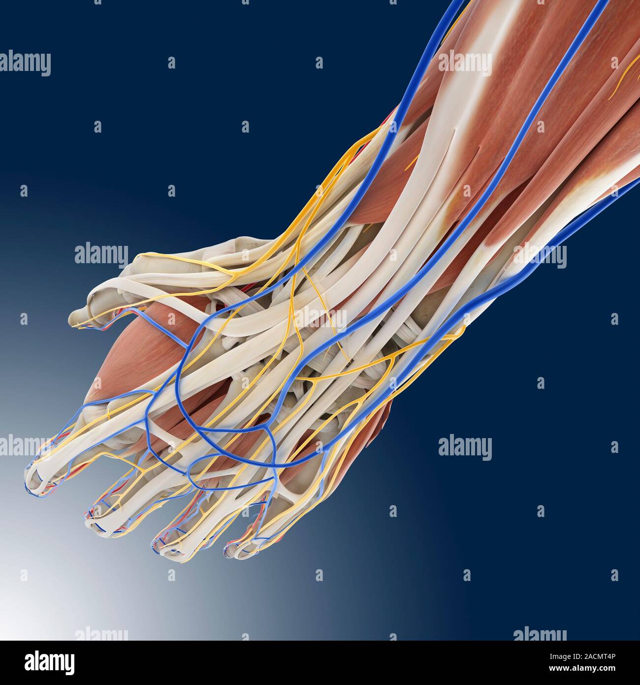 Anatomia umana. Computer grafica che mostra l'anatomia del palmo della ...