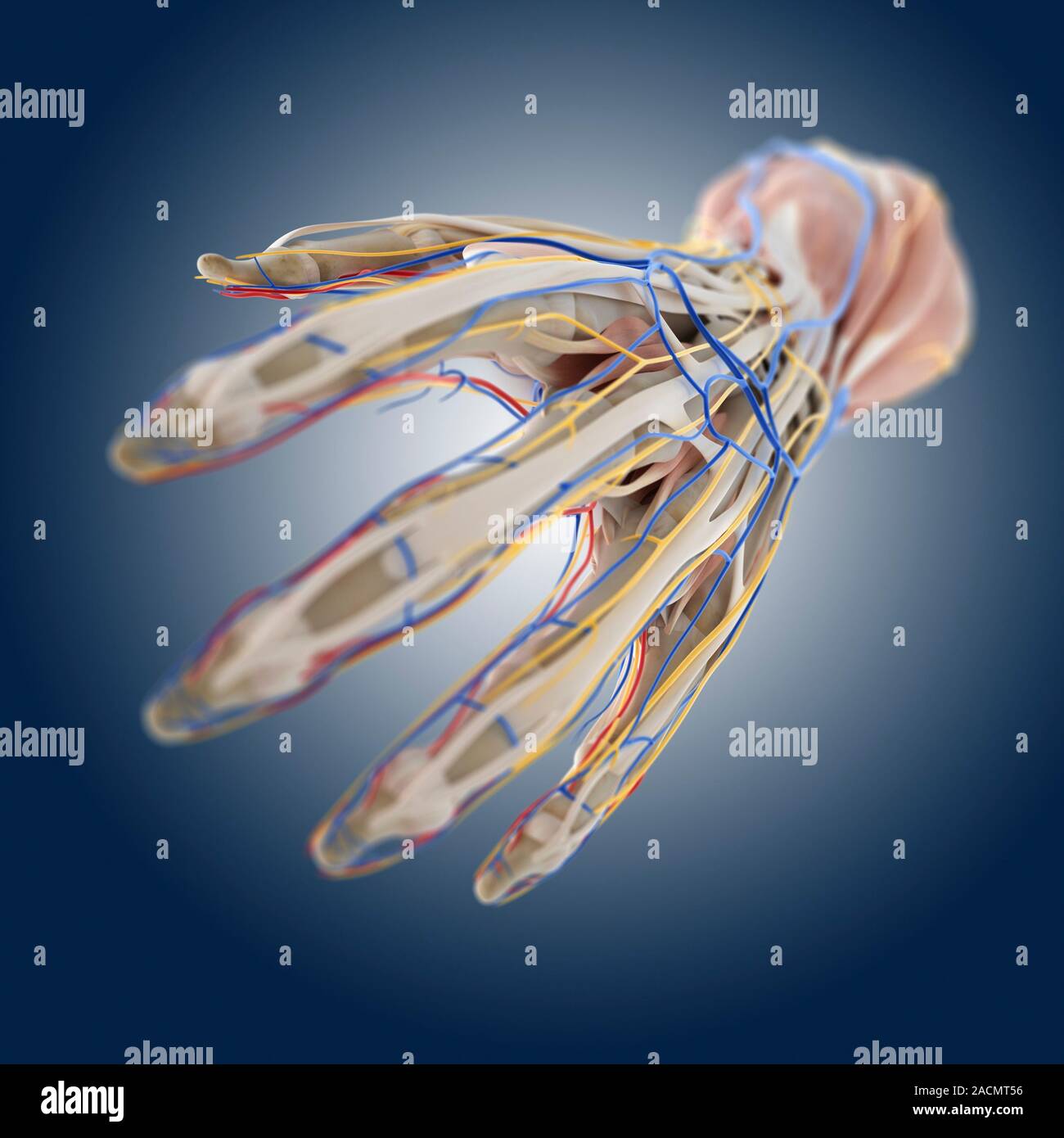 Anatomia umana. Computer grafica che mostra l'anatomia del palmo della ...