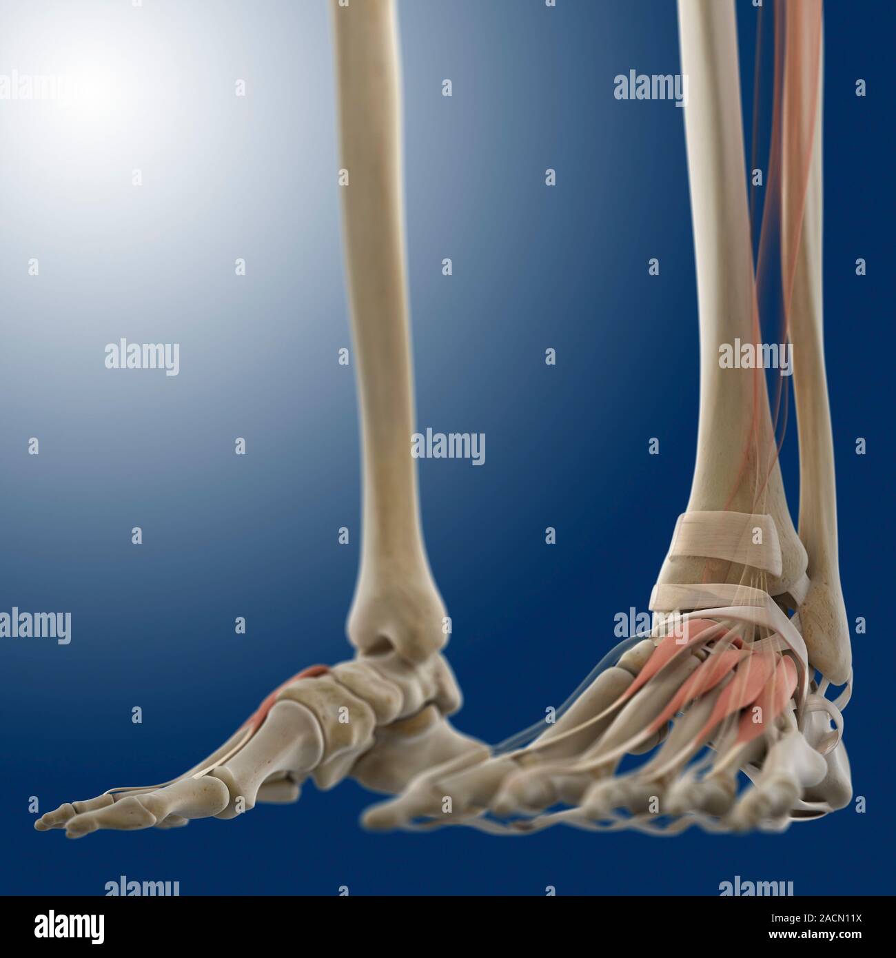 I muscoli del piede. Illustrazione di computer di una linea obliqua di ...
