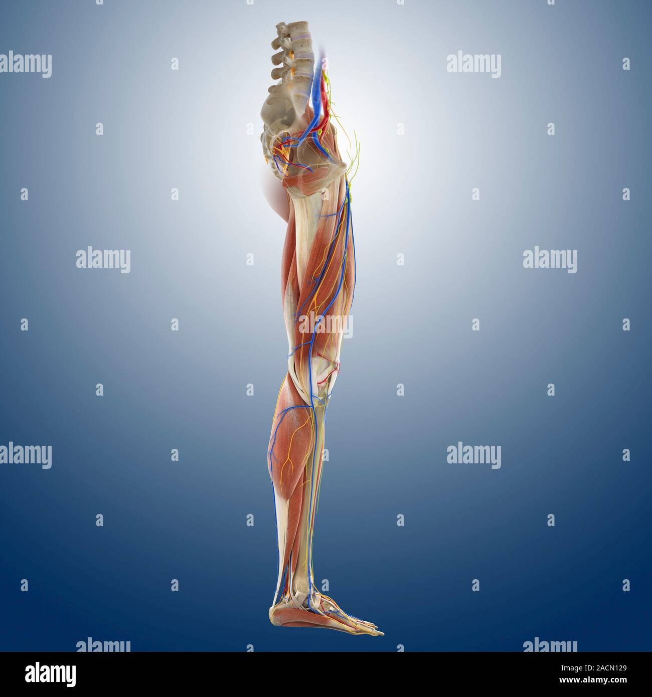Anatomia delle gambe. Computer illustrazione di una vista laterale di ...