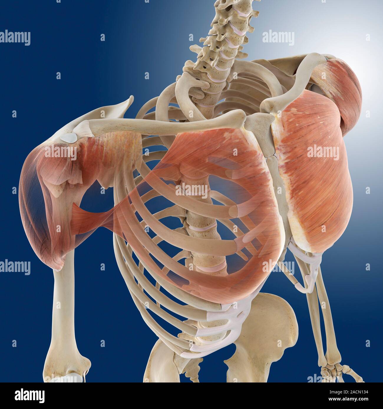 I muscoli della spalla. Illustrazione di computer di una linea obliqua ...