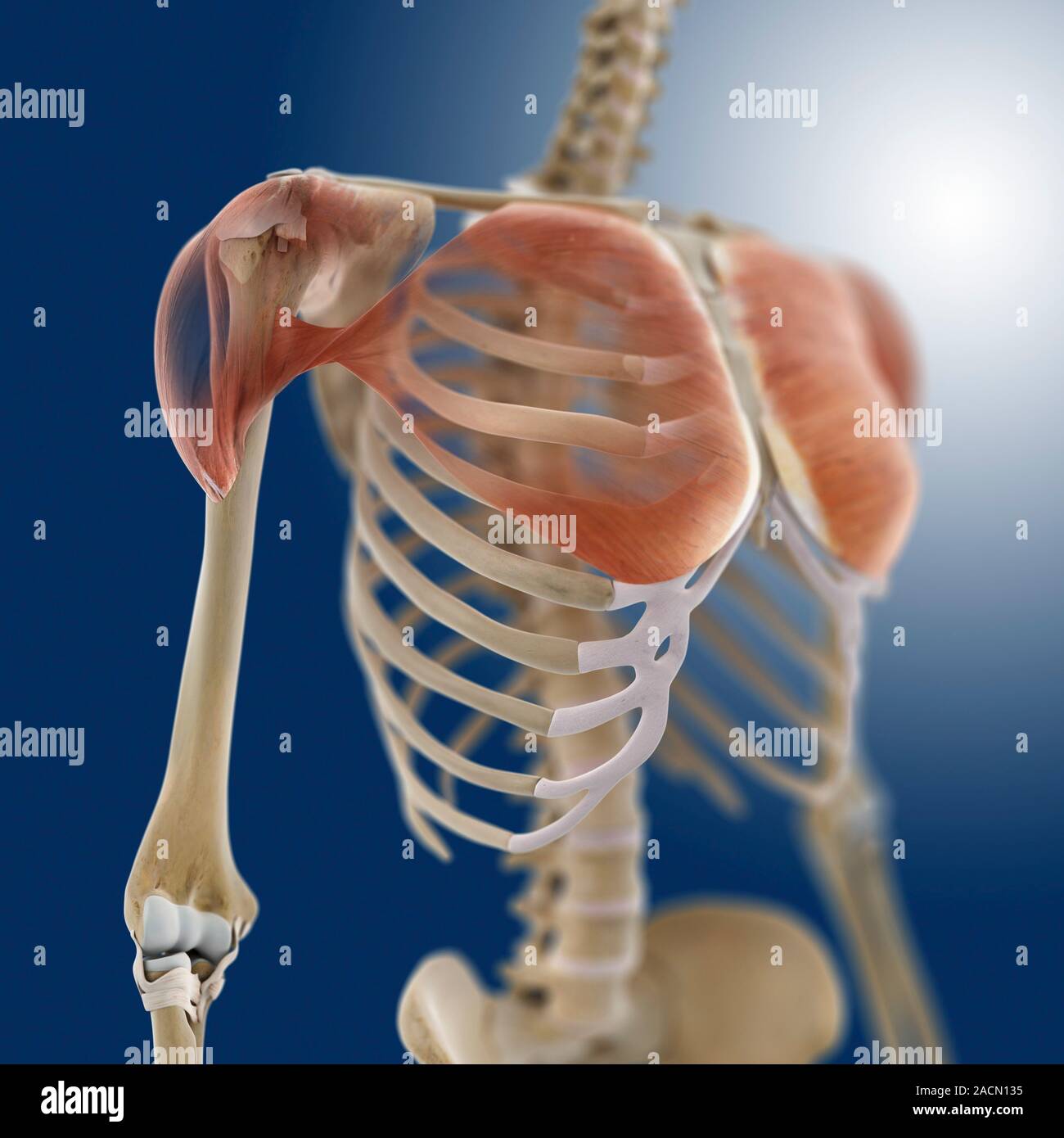 I muscoli della spalla. Illustrazione di computer di una linea obliqua ...