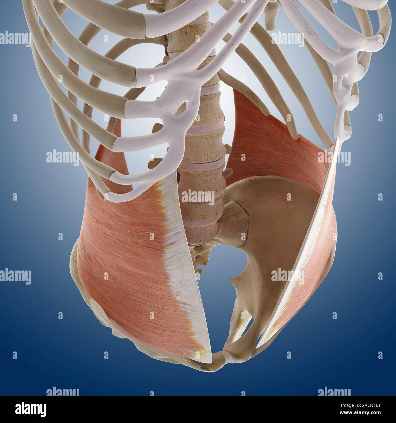 Muscolatura addominale. Illustrazione di computer di una linea obliqua ...
