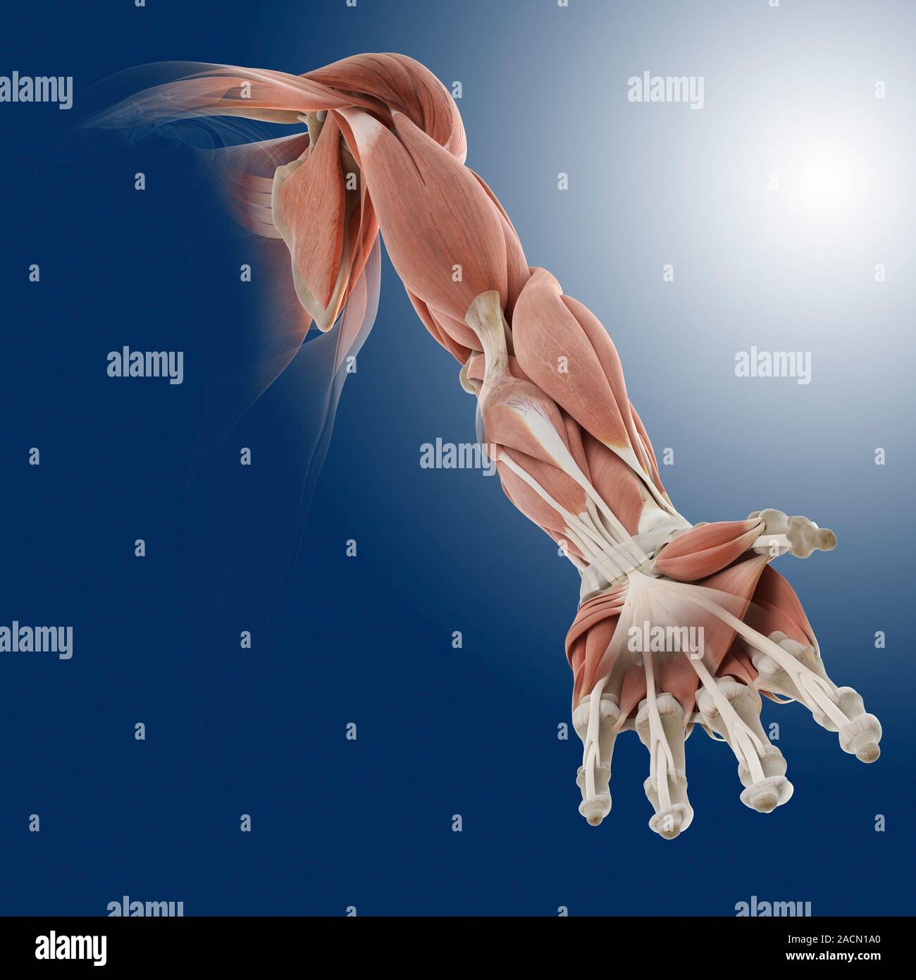 Il braccio frontale di muscoli. Illustrazione di computer di una linea ...