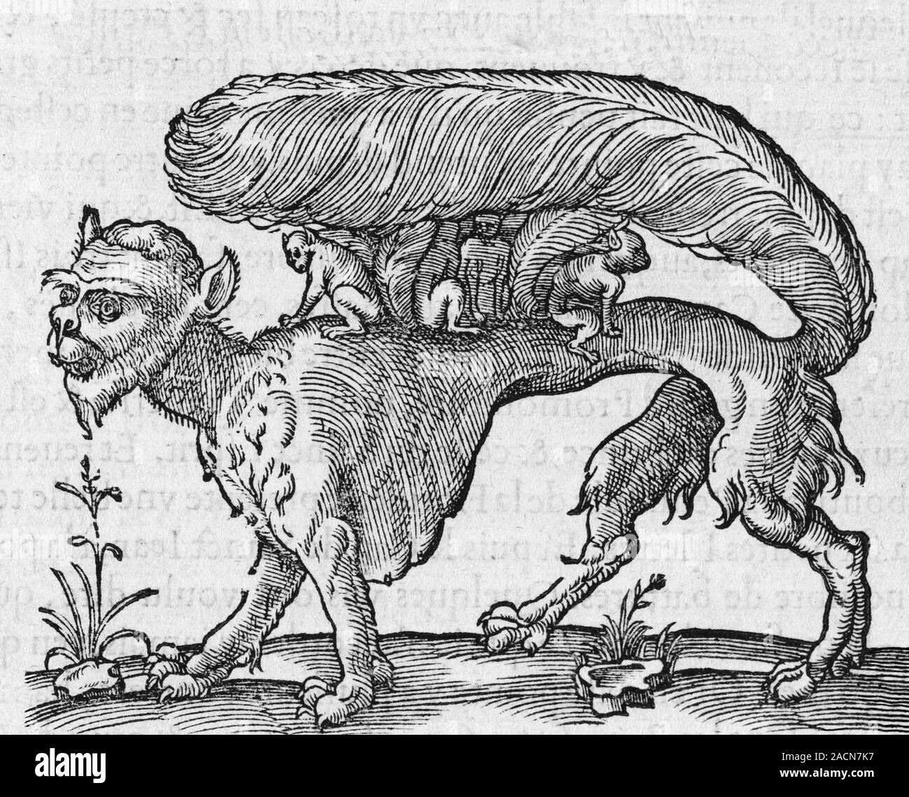 Mitica creatura. Cinquecentesca di illustrazione di un mitico 'sucarath ...