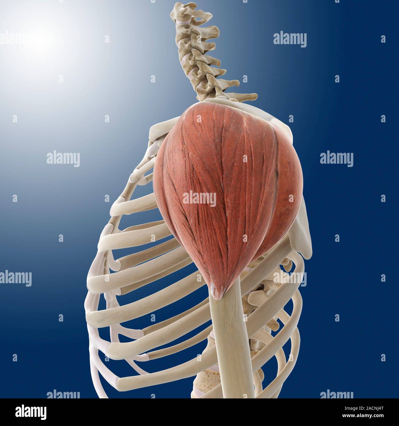 Il muscolo deltoide. Computer grafica che mostra il muscolo deltoide ...