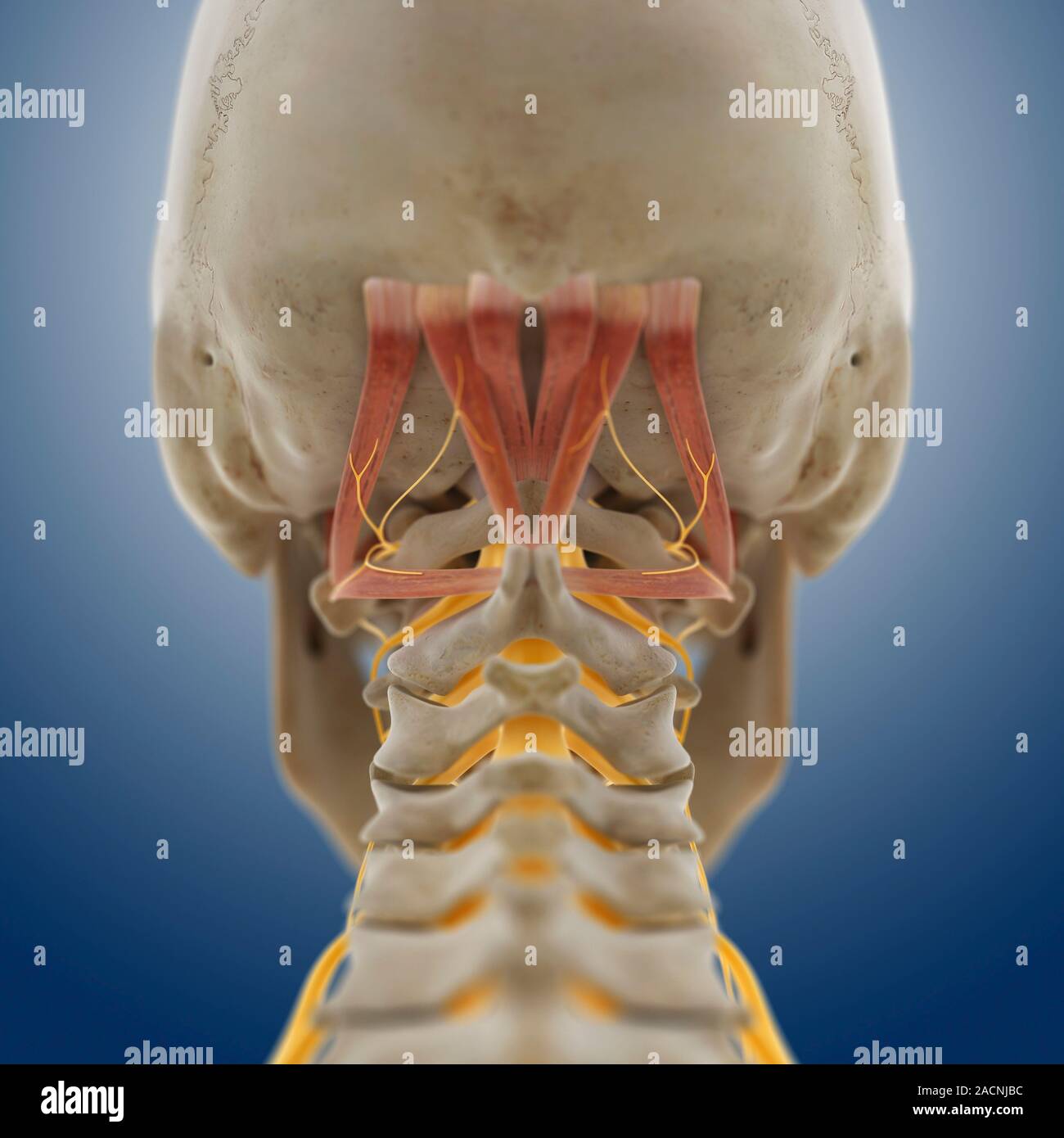 Suboccipital muscoli. Illustrazione di computer del retro della base ...