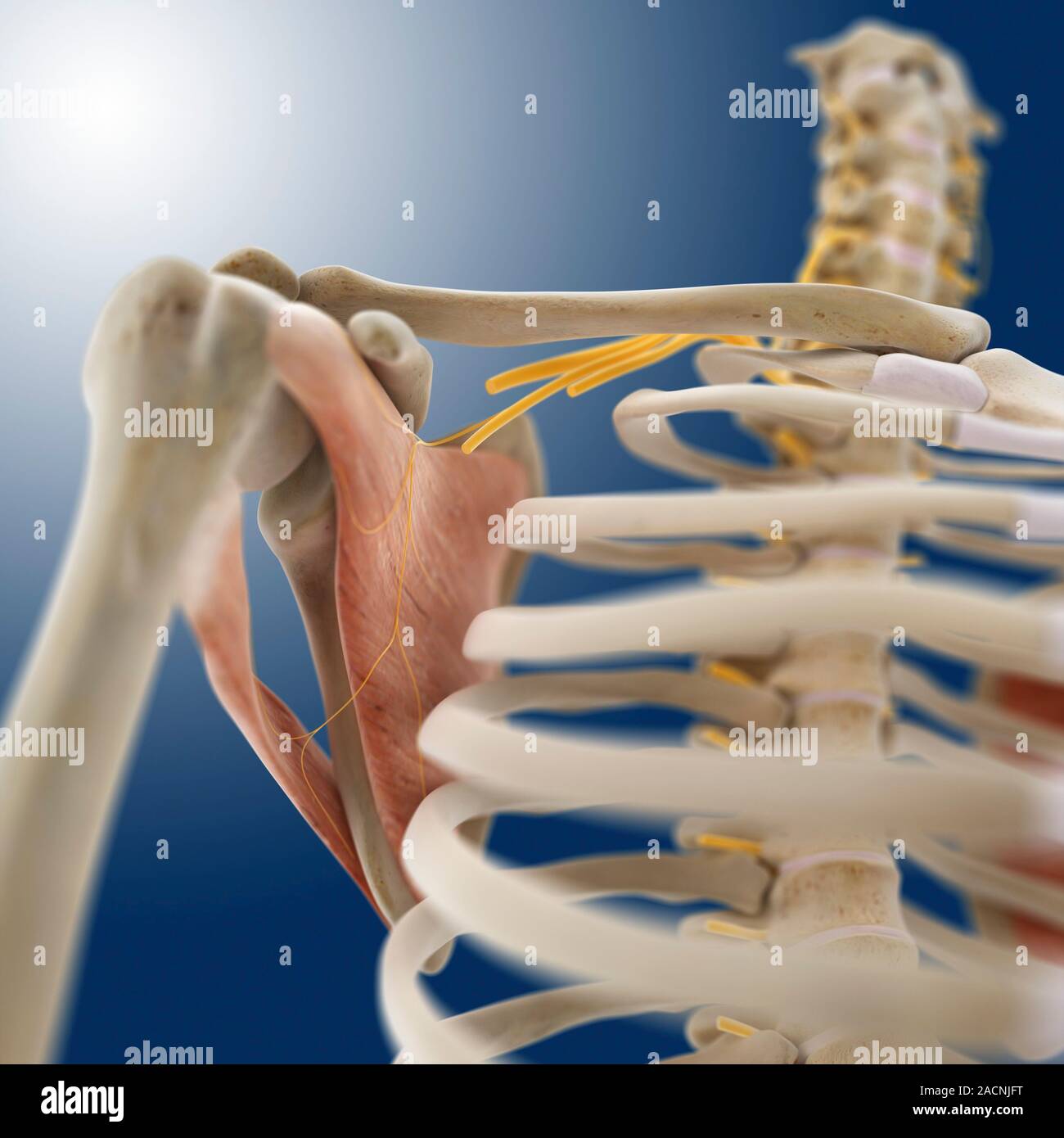 I muscoli della spalla. Illustrazione di computer dell'articolazione ...