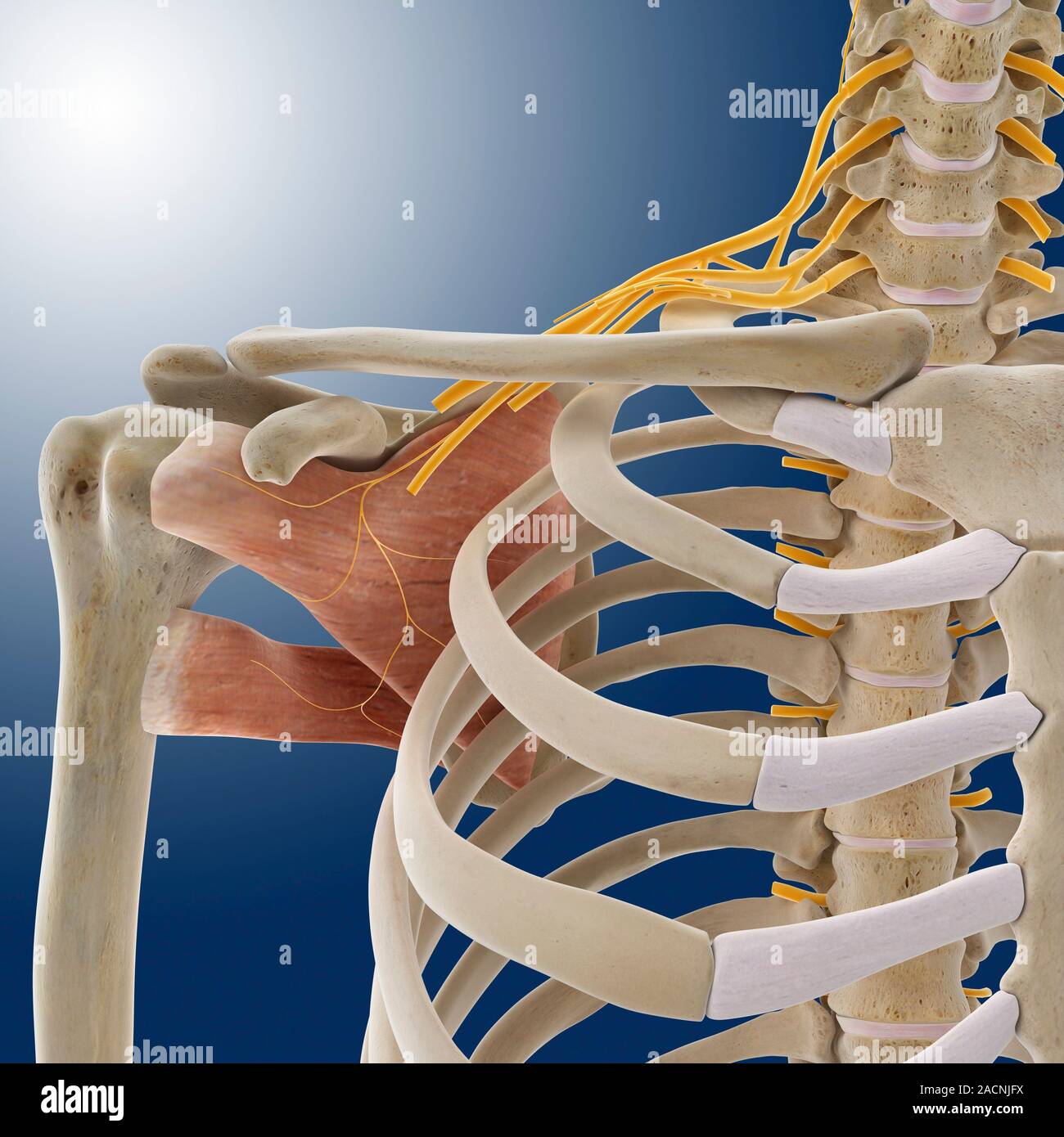I muscoli della spalla. Illustrazione di computer dell'articolazione ...