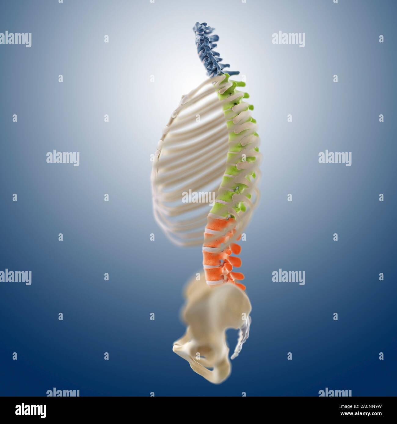 Le ossa del busto e del collo, computer grafica. Al centro è la spina ...
