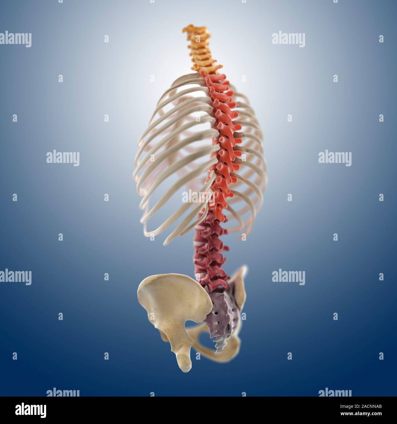 Le ossa del busto e del collo, computer grafica. Al centro è la spina ...