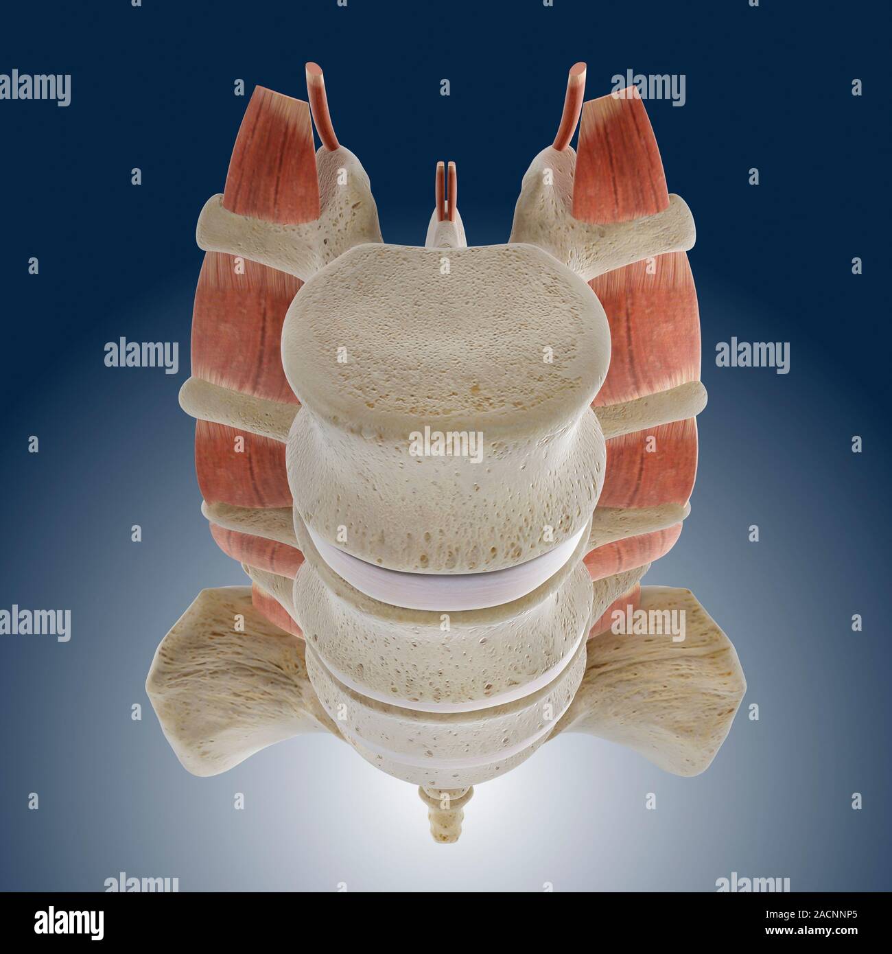 Anatomia della colonna vertebrale. Illustrazione di computer di una ...