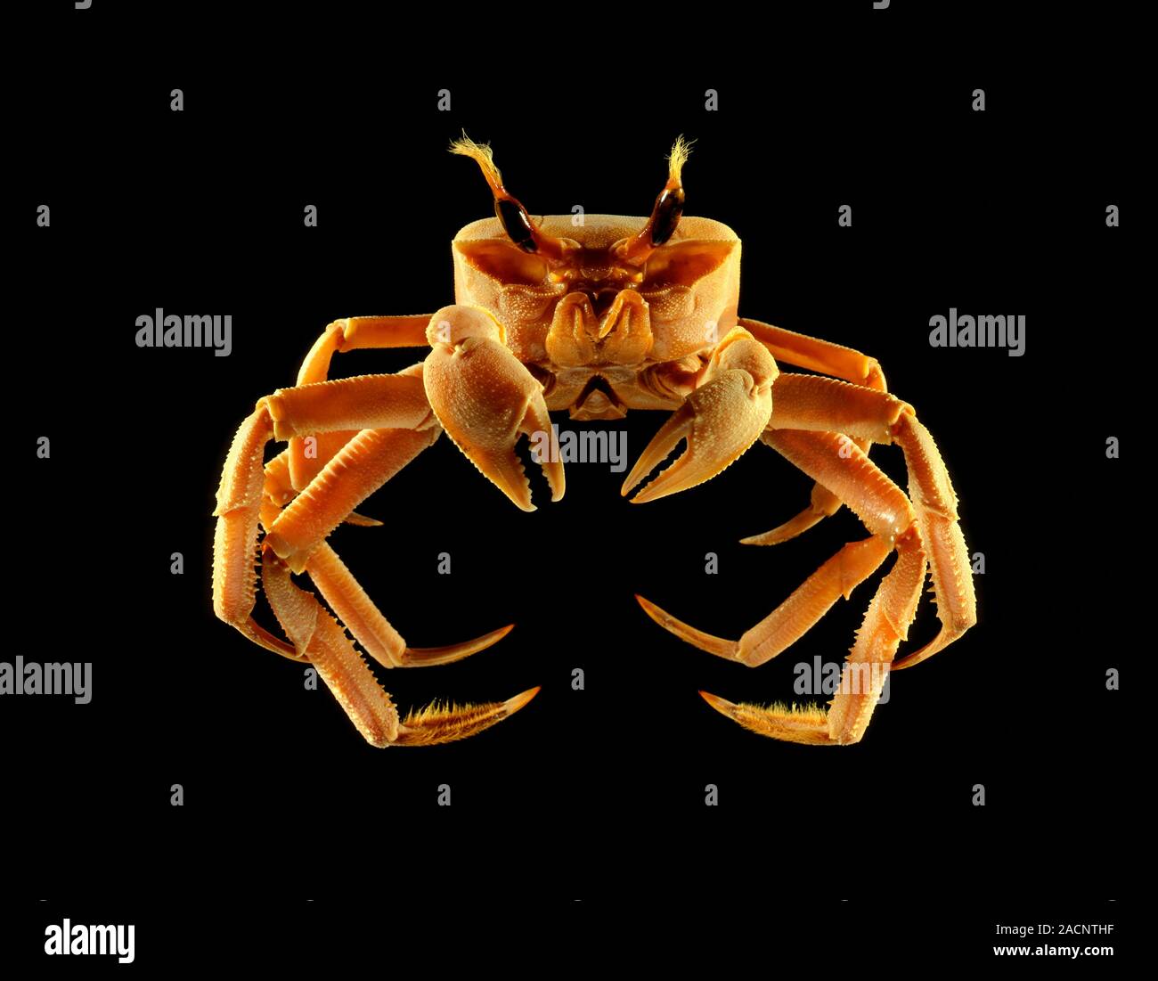 Il granchio fantasma (Ocypode Cursor). Questo granchio è trovato su ...