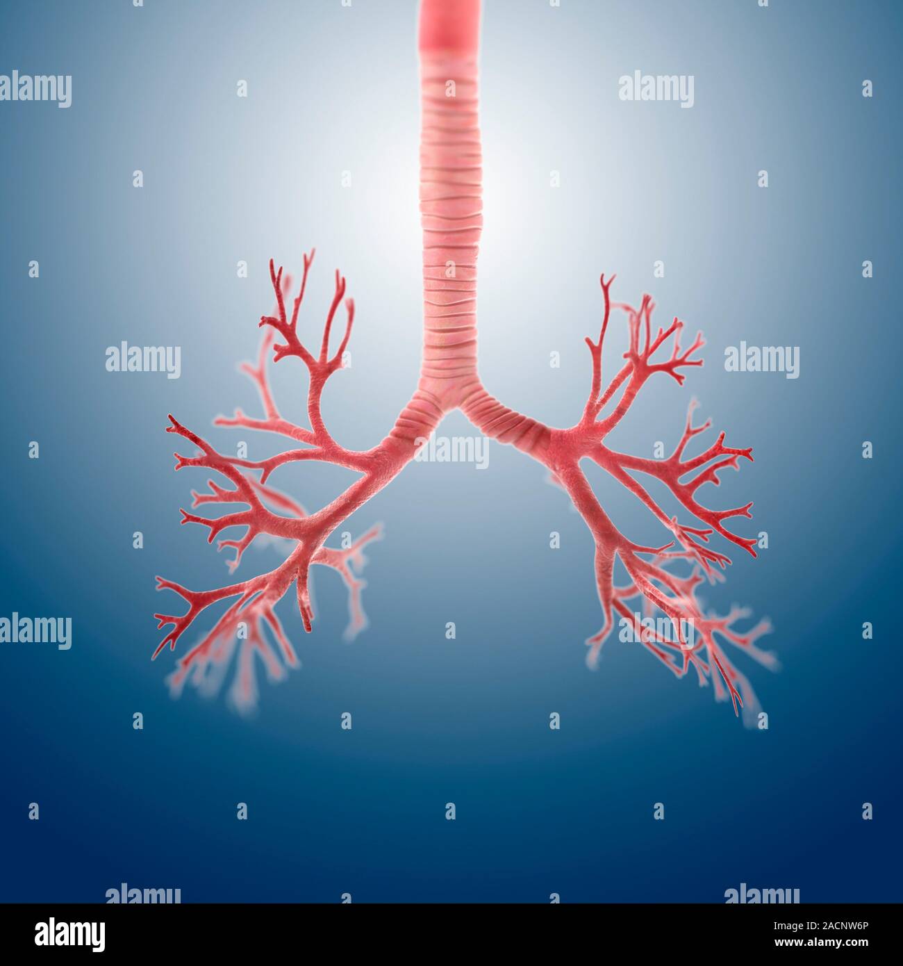 Albero bronchiale, computer grafica. Nella parte superiore è la trachea ...