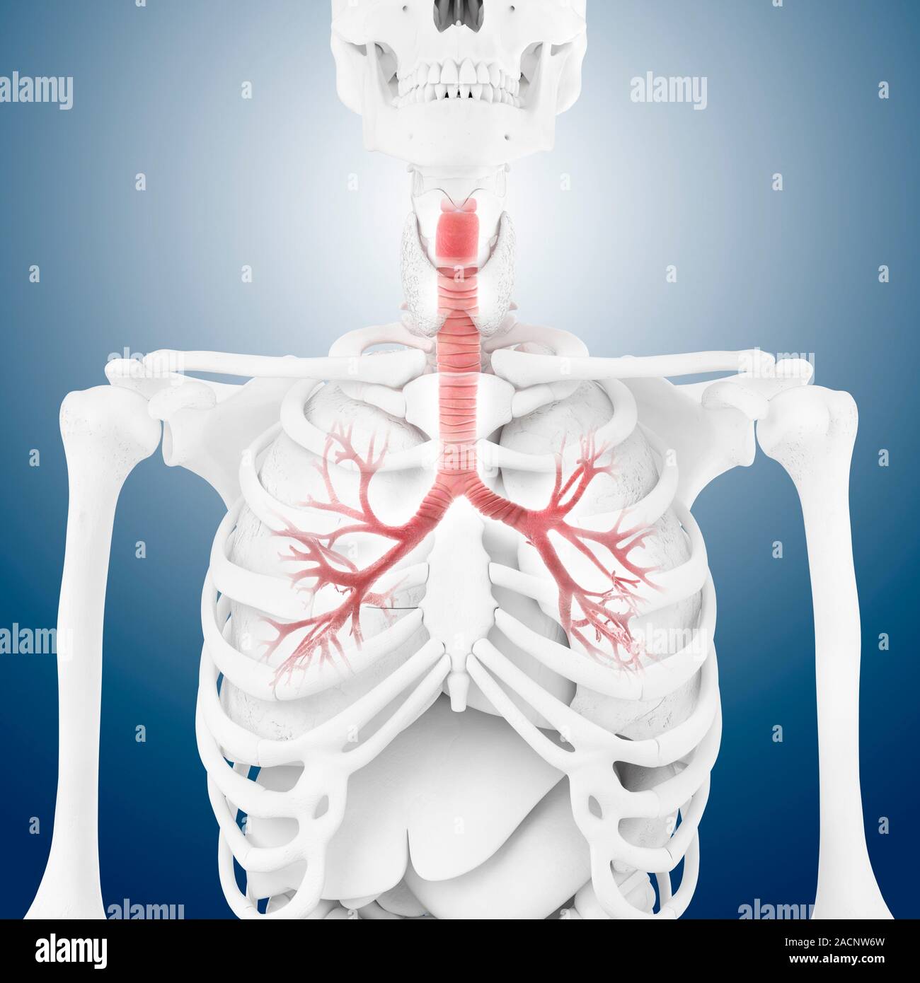 Albero bronchiale, computer grafica. Al centro superiore è la trachea ...