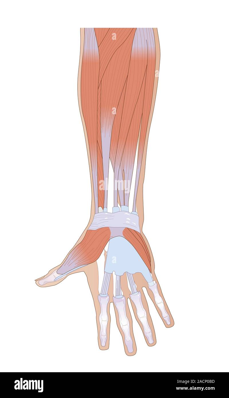 Avambraccio muscoli. Calcolatore anatomico illustrazione che mostra le ...
