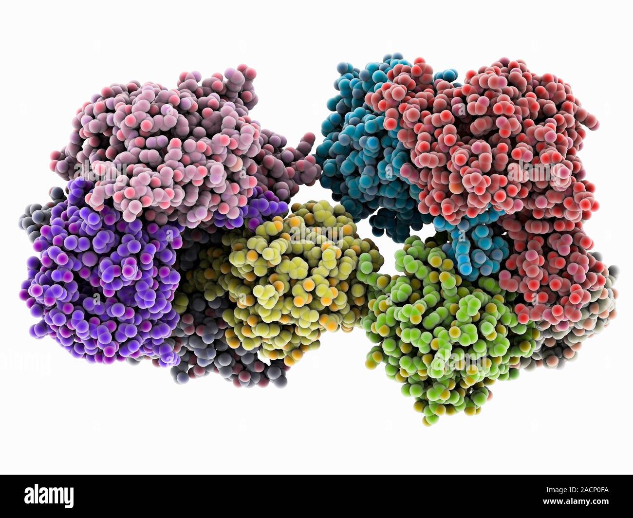 La serotonina N-acetiltransferasi complesso. Il modello molecolare di ...
