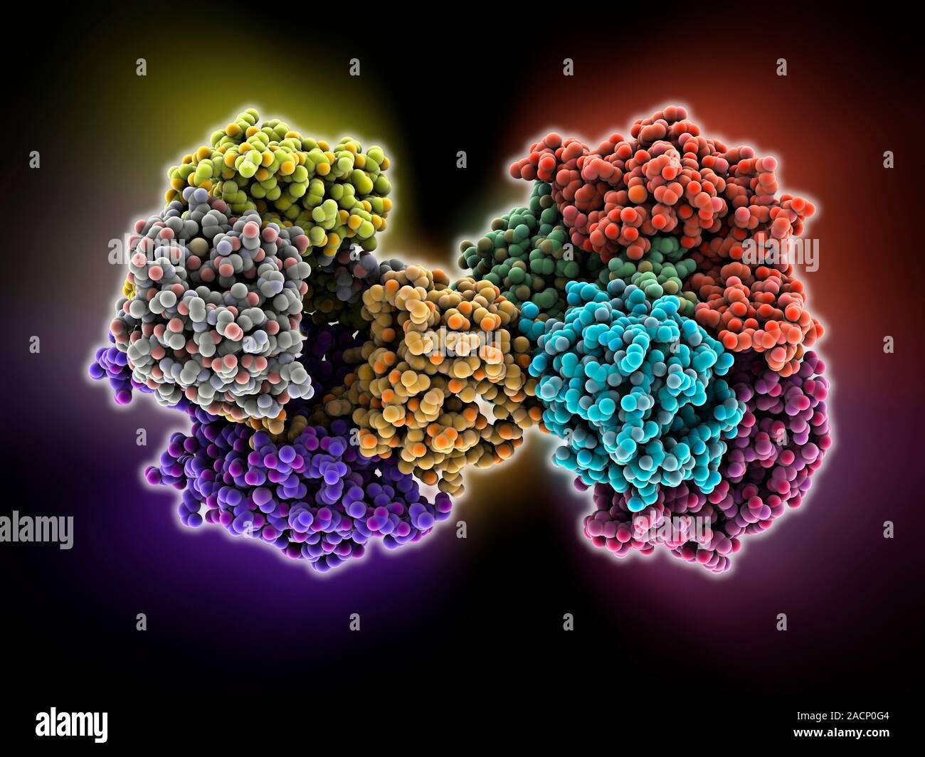 La serotonina N-acetiltransferasi complesso. Il modello molecolare di ...