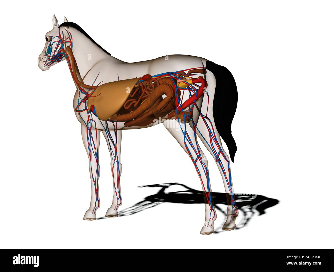 Anatomia del cavallo. Computer grafica che mostra il sistema digestivo ...