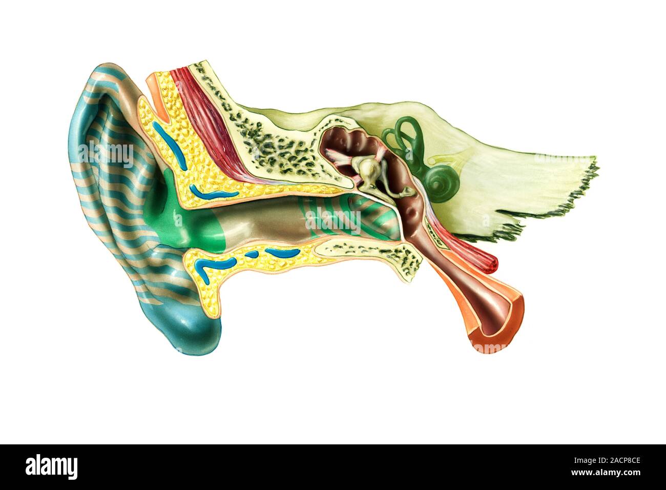 Orecchio umano anatomia. Computer in sezione illustrazione che mostra ...