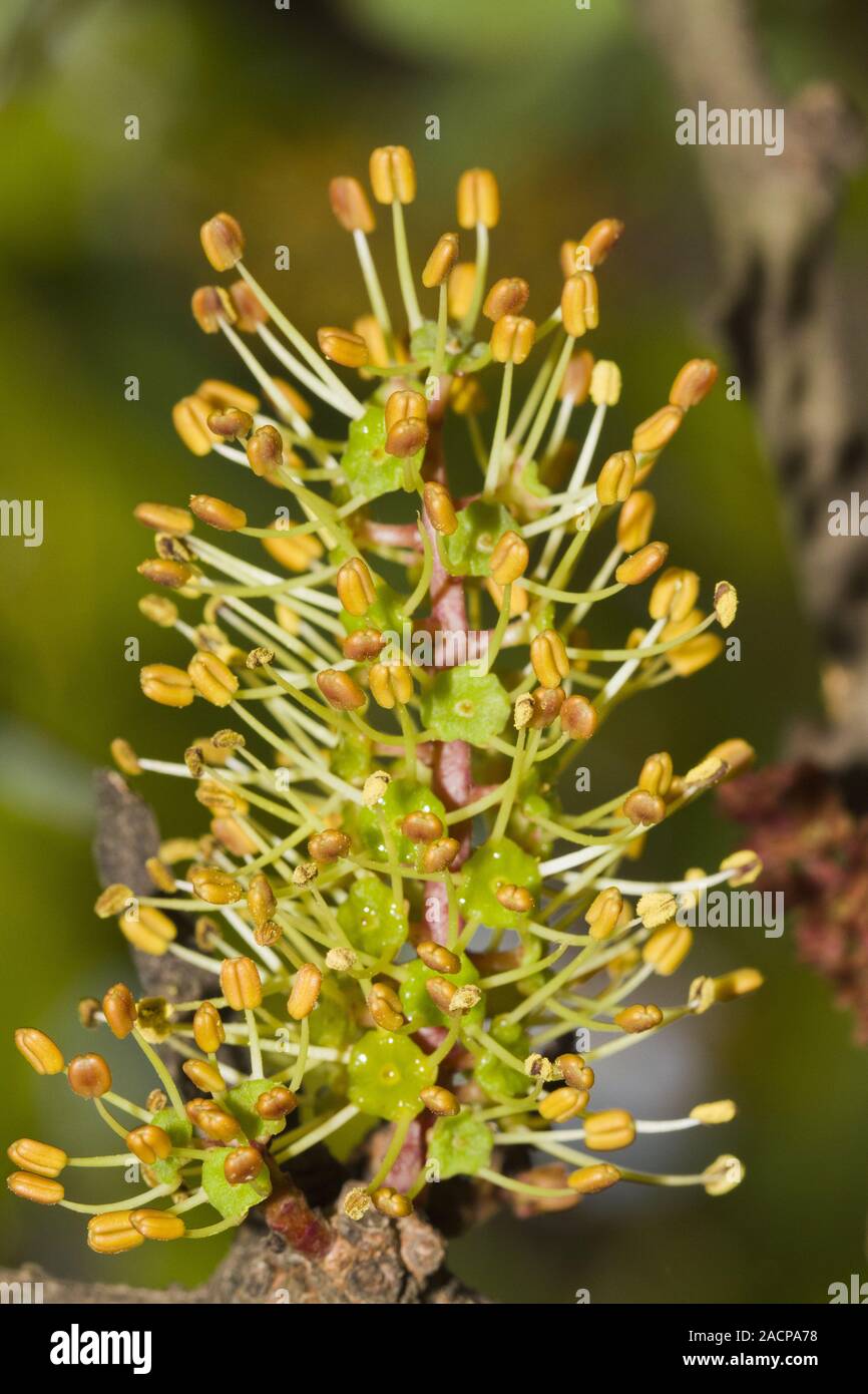 Fiori dell'albero di carrubo immagini e fotografie stock ad alta ...