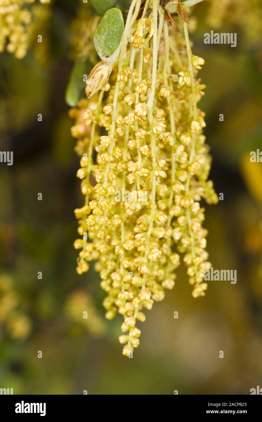 Fiori di leccio (Quercus ilex) tree Foto stock - Alamy