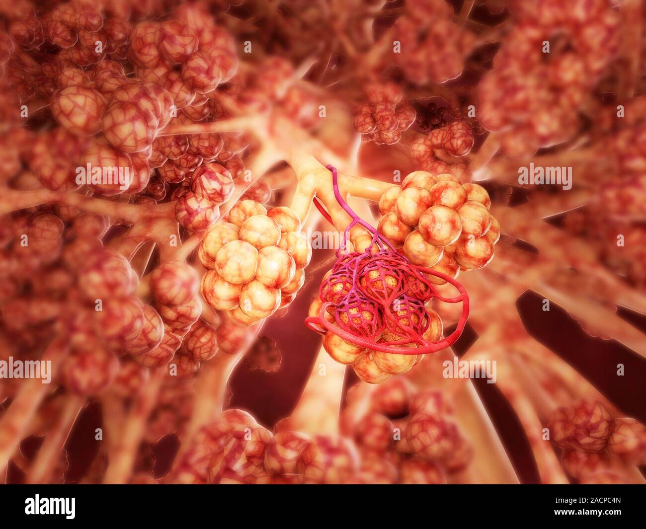 Una sana alveoli polmonari. Illustrazione del computer che mostra una ...