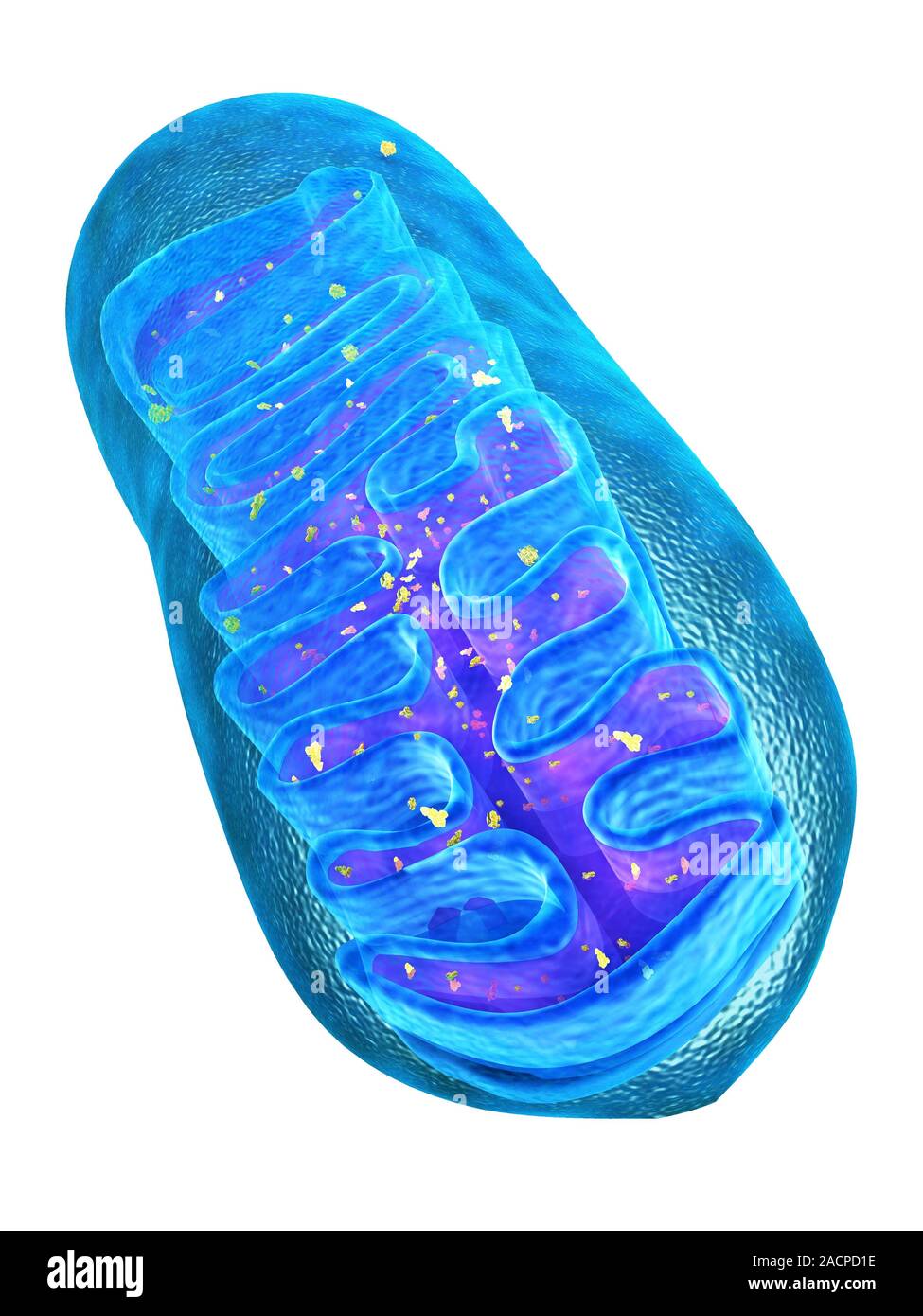 Struttura mitocondriale. Computer grafica di un mitocondrio, mostrando ...