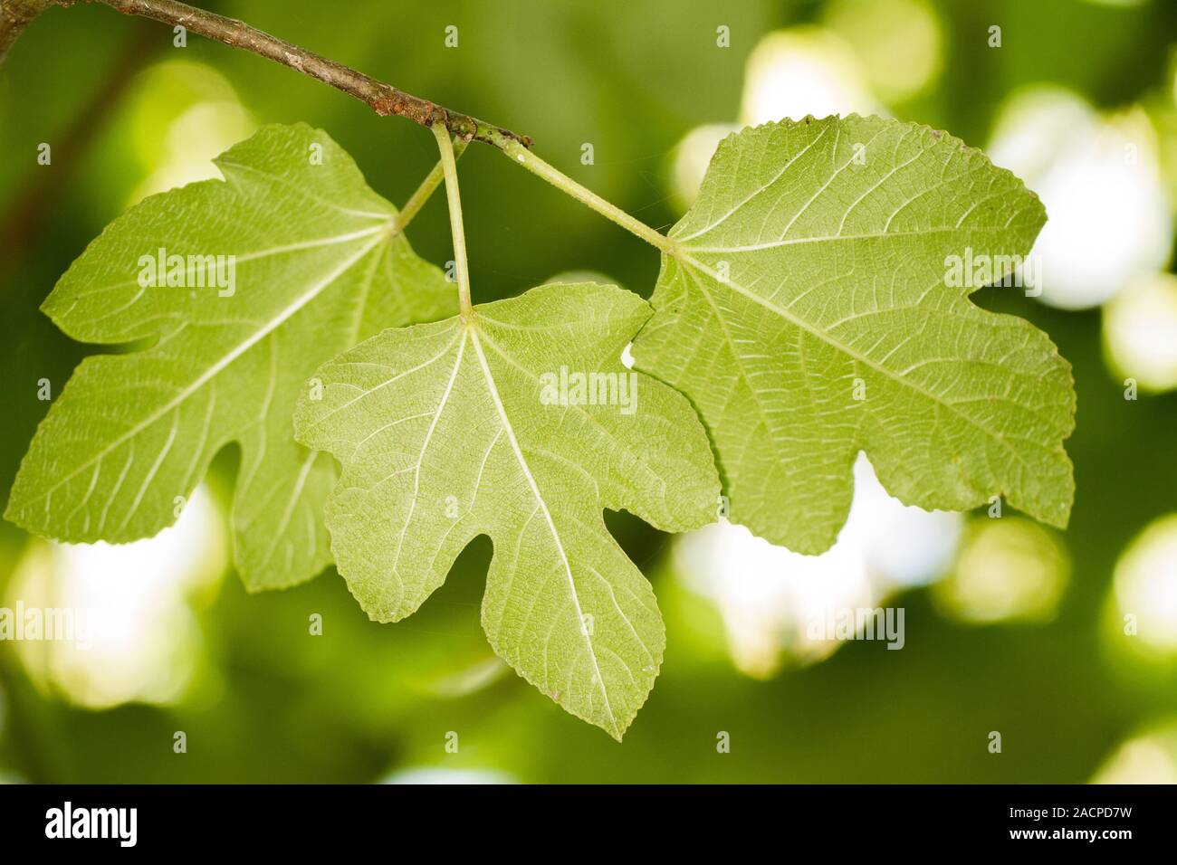 Foglie di fico immagini e fotografie stock ad alta risoluzione - Alamy
