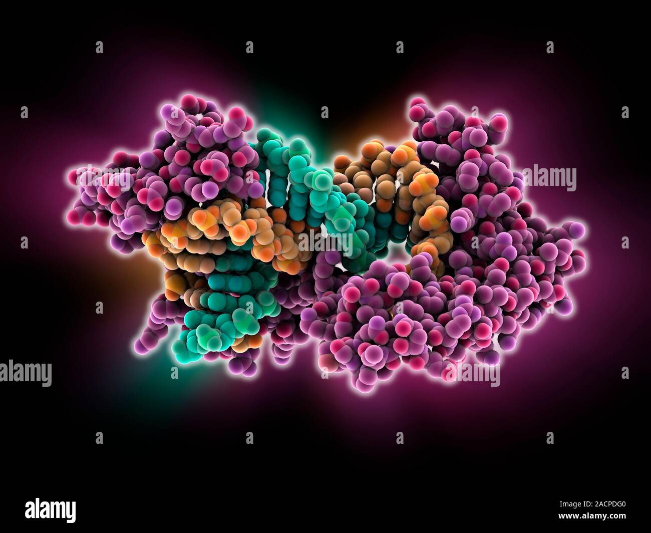 TFAM fattore di trascrizione legato al DNA, modello molecolare ...