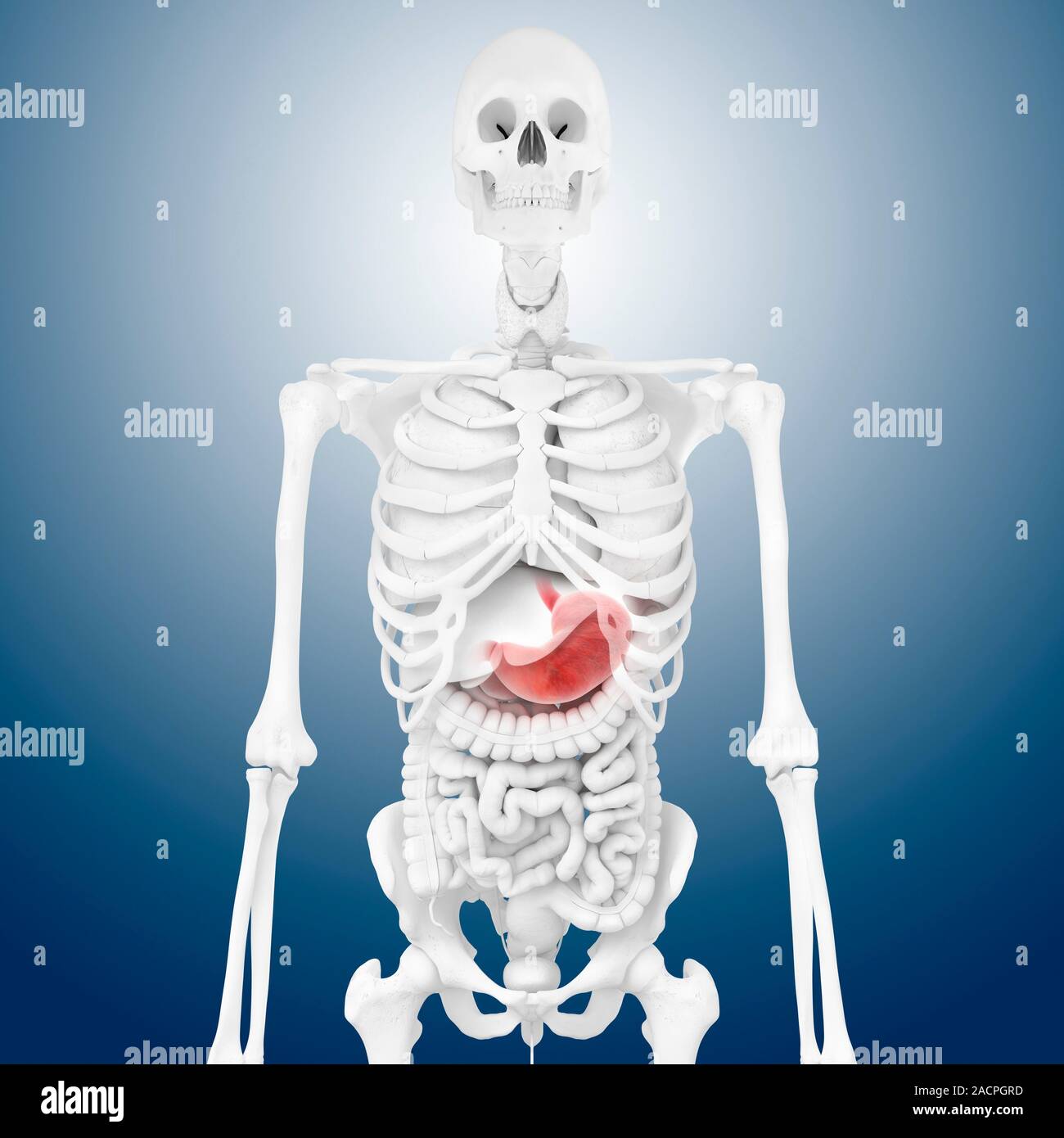 Anatomia dello stomaco. Illustrazione che mostra la posizione dello ...