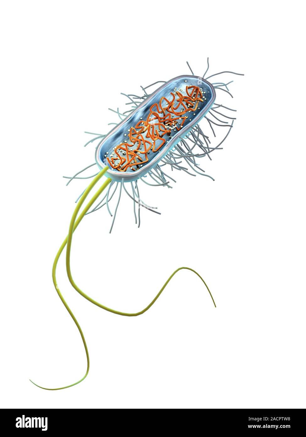 Cellula procariotica. Computer grafica che mostra la struttura interna ...