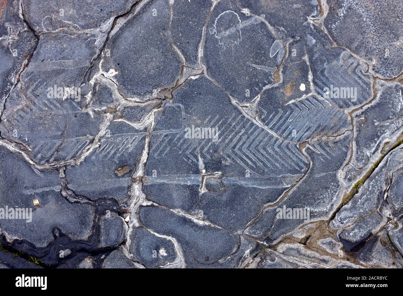 Fossili di pesci. Ossa fossili di un pesce esposto in un piano letto ...