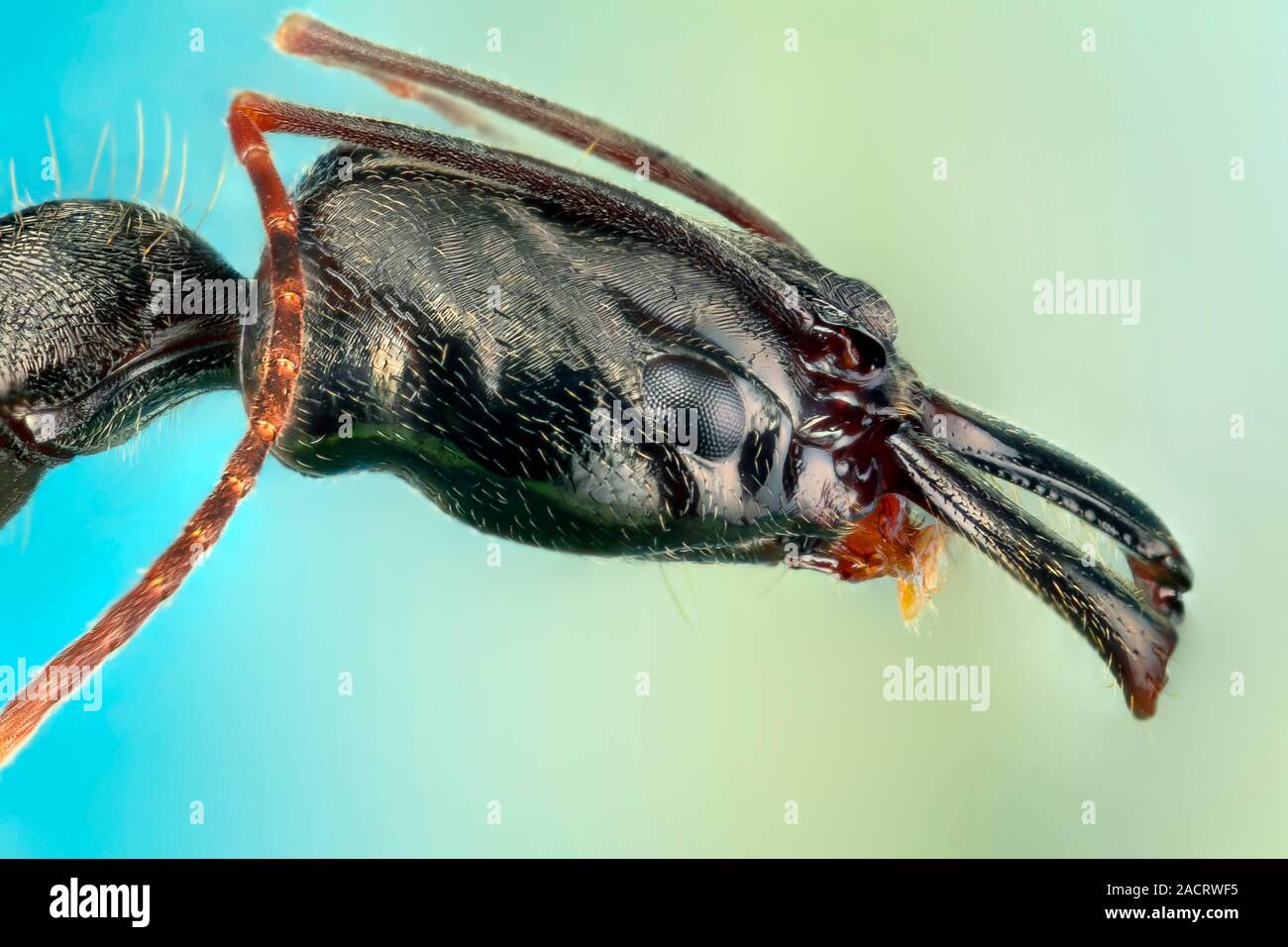 Trap-jaw ant. Close-up della testa di un trap-jaw ant (Odontomachus sp ...