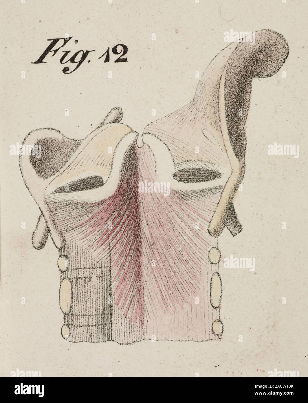 Disegno anatomico della laringe, Voicebox, Windpipe, trachea, stampa ...